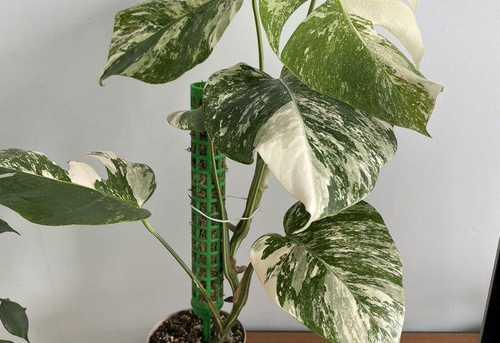 Монстера Альба, Monstera Alba var