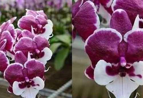 Орхидея из фласки Phal. Allura 'Santa Claus'