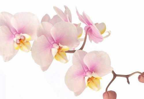 Кора сосны для орхидей