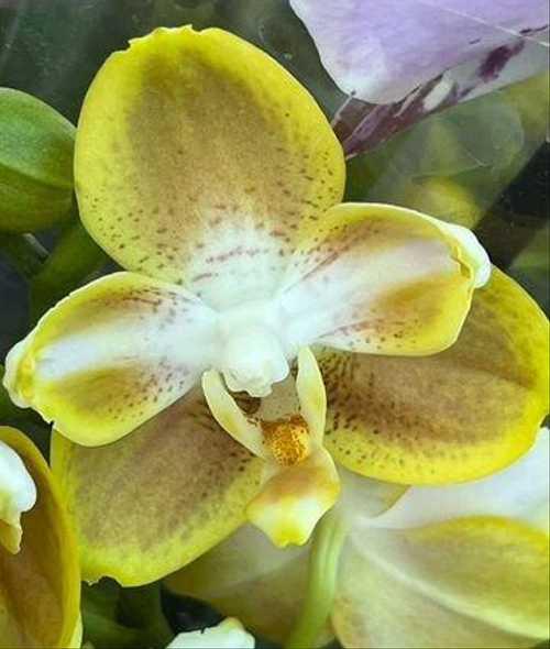 Орхидея фаленопсис мутант миди