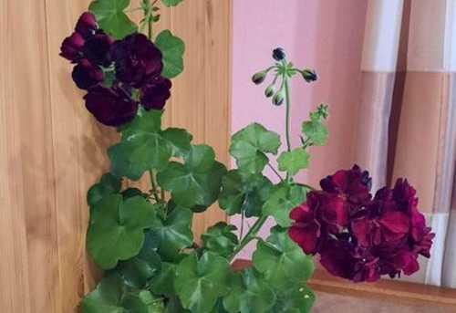 Пеларгония Royal Blak Rose