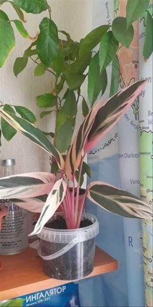 Строманта триколор комнатное растение