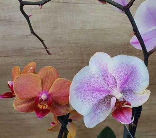 Орхидея фаленопсис набор отцветающих акц