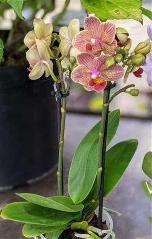 Миниатюрные орхидеи