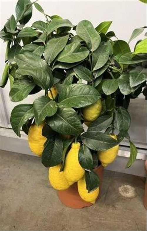 Лимонное дерево с плодами Премиум 75 см
