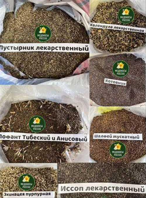 Семена медоносов и лекарственных растений и трав