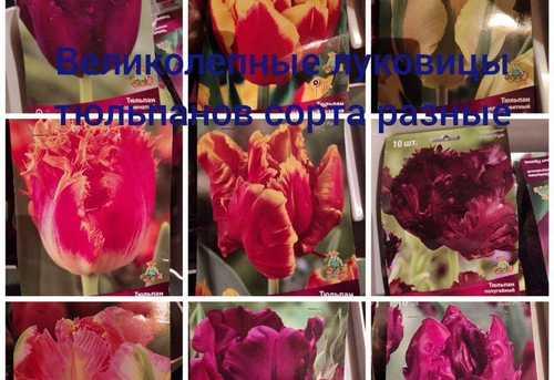 Великолепные луковицы тюльпанов сорта разные