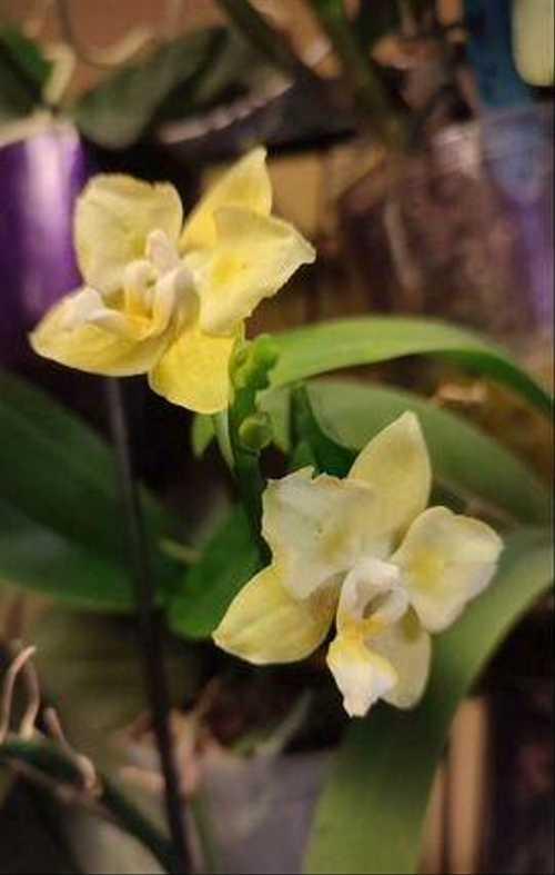 Орхидея бабочка цветет. golden pixie (peloric)