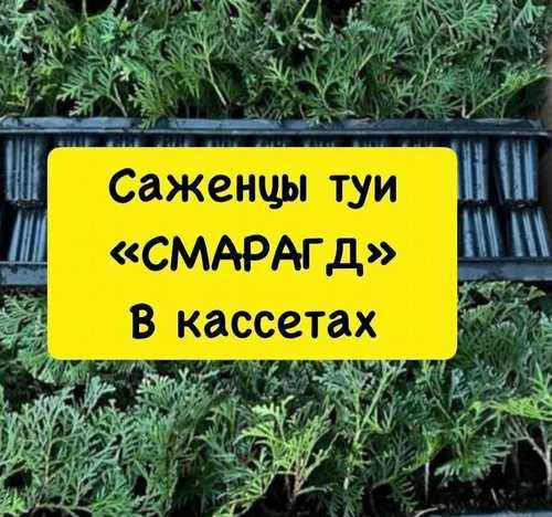 Туя, Туи Смарагд саженцы с доставкой