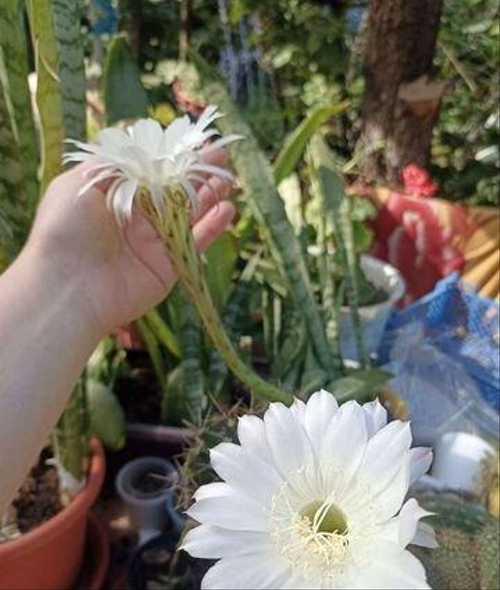 Кактус эхинопсис цветёт каждый год