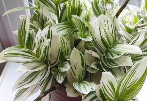 Традесканция Albiflora variegata white