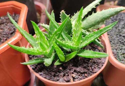 Алоэ ювенильное (Aloe juvenna) Суккулент