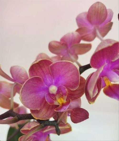 Дасти бель орхидея