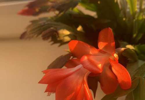 Черенки декабриста с цветами алого цвета с оранж