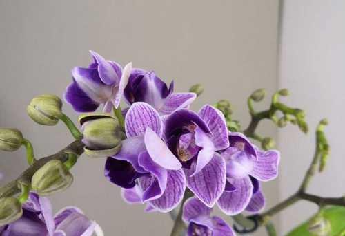 Орхидея пелорик Violet Queen 3 цветоноса