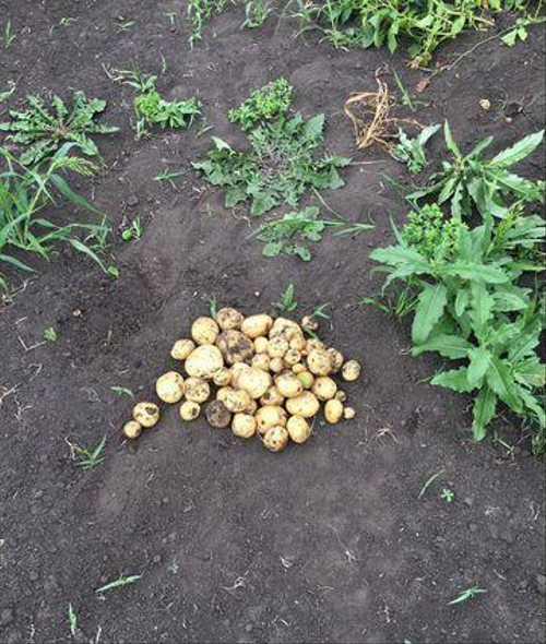 Семенной картофель королева анна