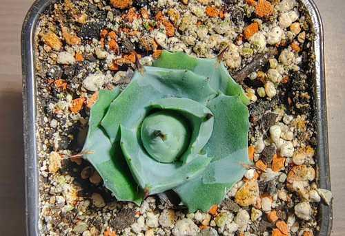 Agave Shoji Raijin (агава шоджи раджин)