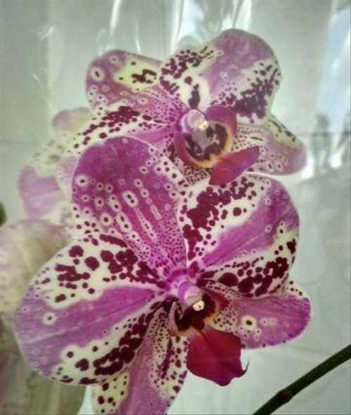 Орхидея цветущая с доставкой
