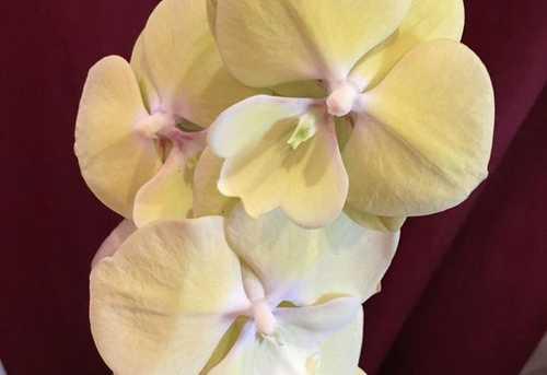Орхидея фаленопсис биг лип Лимончелло