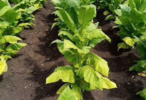 Семена табака и махорки популярных сортов