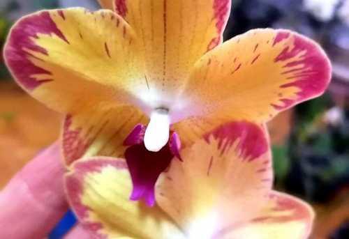 Фаленопсис орхидея сортовая