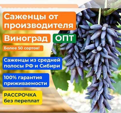 Саженцы винограда оптом