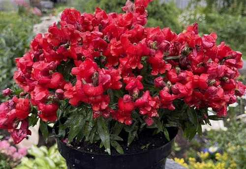 Львиный зев