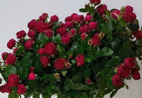 Кустовая пионовидная роза Марун