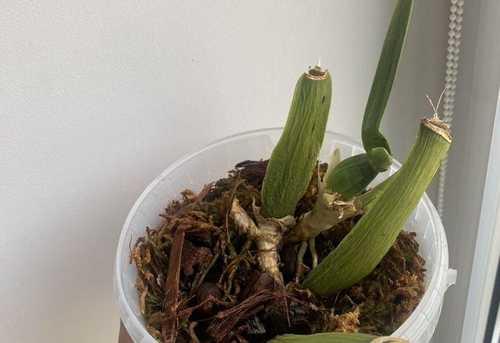 Орхидея брассия тоскана