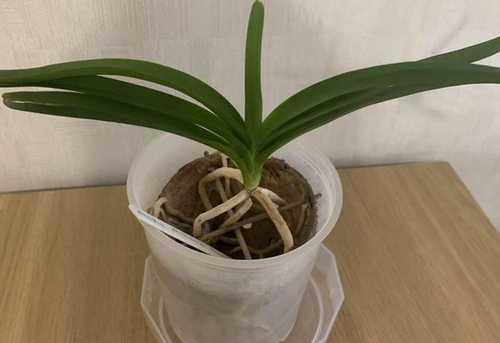 Орхидея Askocenda Mikasa Blue