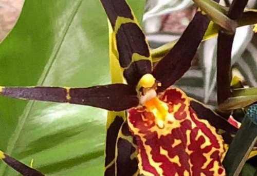 Орхидея брассия Мистик мейз