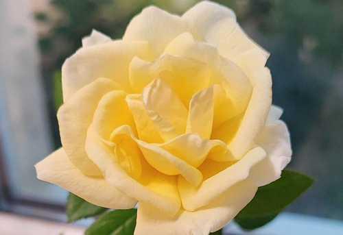 Роза в горшке домашняя, ароматная, светло-желтая
