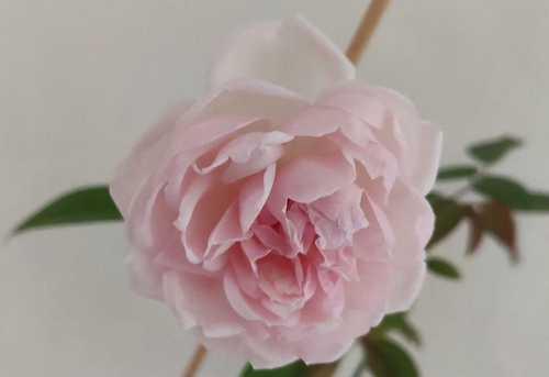 Комнатная роза сорт Бенгальская розовая