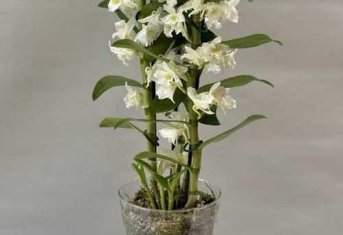 Орхидея Дендробиум белоснежная Доставка