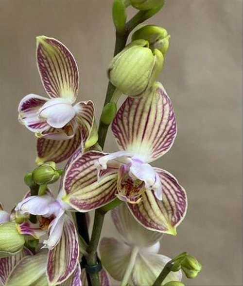 Орхидея фаленопсис 2st мутант пелорик