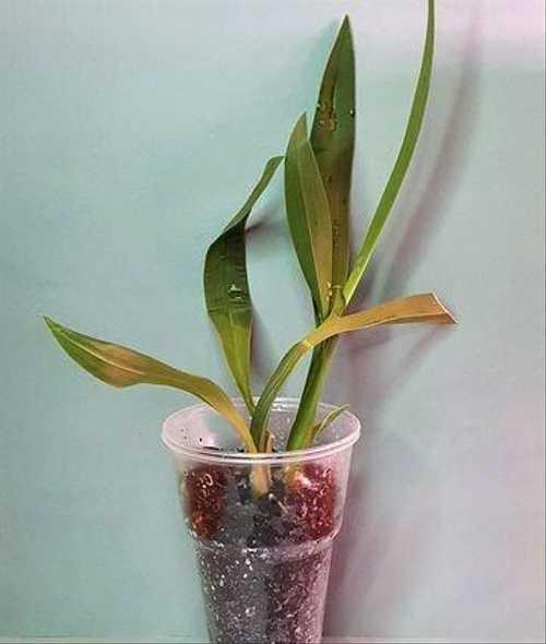 Орхидея Камбрия ароматная