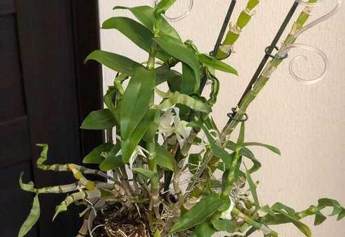 Орхидея дендробиум нобиле (белый)