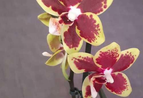 Ароматная орхидея фаленопсис на цвету (в горшке)