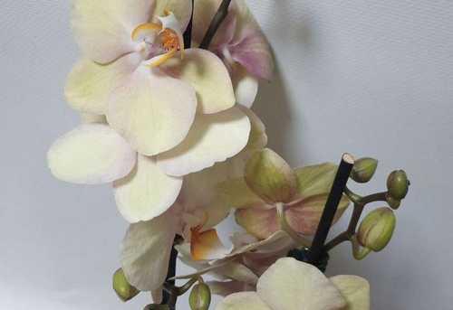 Орхидея на 2 цветоноса