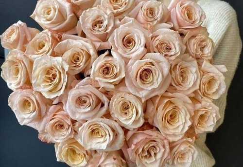 Цветы чайная роза