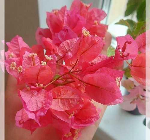 Бугенвиллия golden red