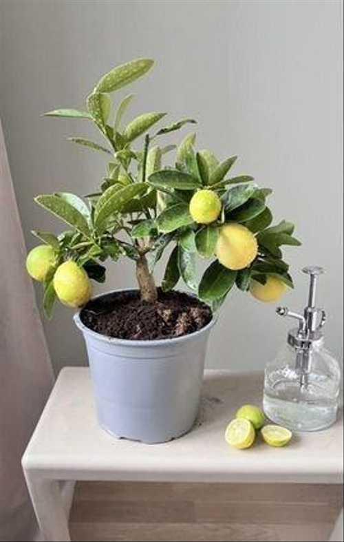 Комнатный лимон с плодами