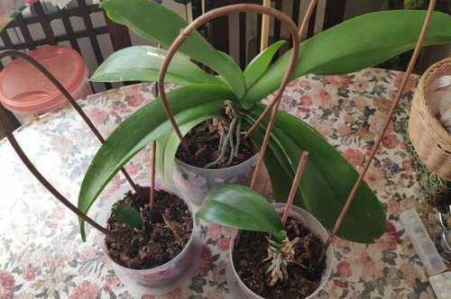 Орхидея фаленопсис 3шт