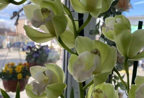 Орхидея цимбидиум, парфюмированные, спиральные