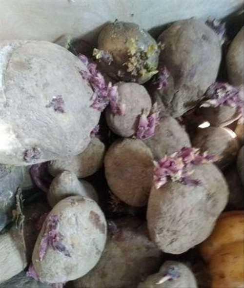 Фиолетовый сорт картофеля на семена