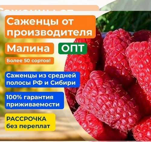 Саженцы малины. Опт. Доставка по РФ