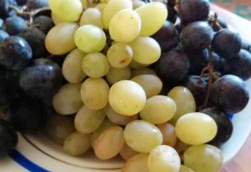 Черенки сортового винограда