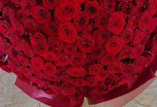 Розы. Большой букет роз. Красные розы