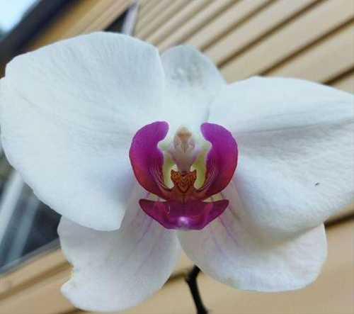 Орхидея после магазинного цветения