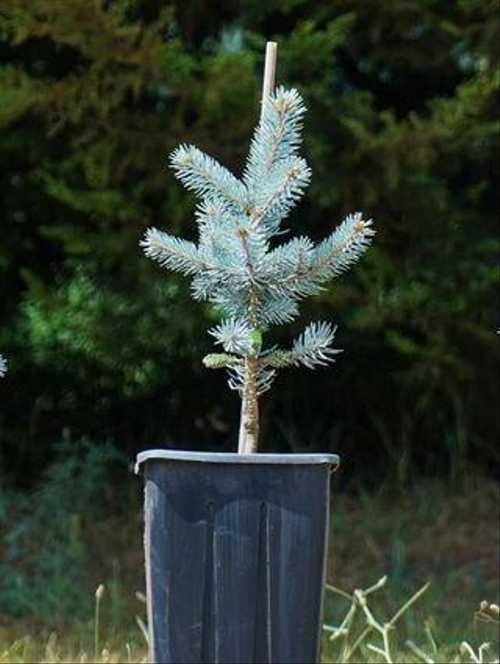 Саженцы ель голубая (Picea glauca)